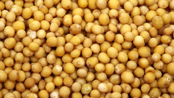 Base oil of the month - Mustard Seed - Beyond Bend
