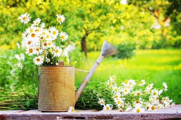 110 Inspirational June Quotes for a Positive, Fun and Happy Summer ...